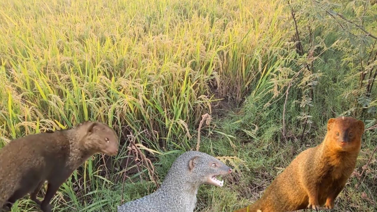 Mongoose trapping at Farmland ដាក់ជុងស្កានៅស្រែ #bird #catchingfish # ...