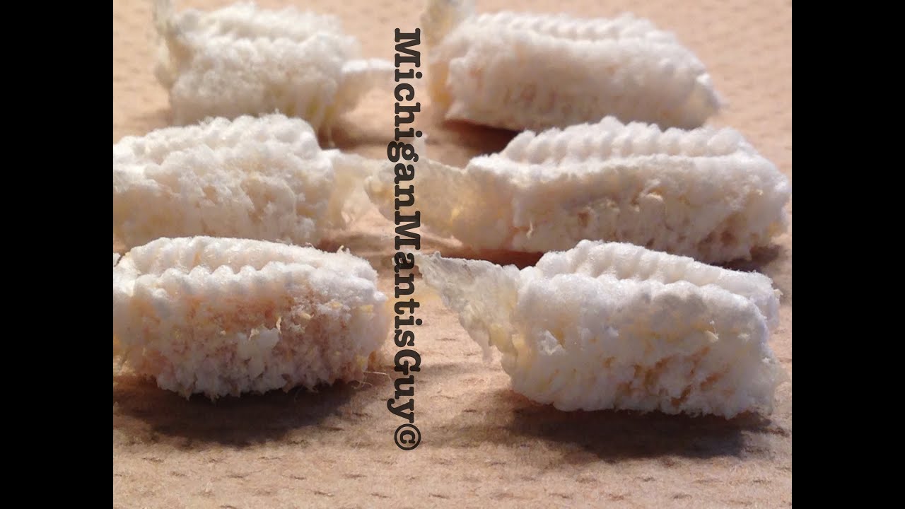 Violin mantis Egg Incubation set up - YouTube