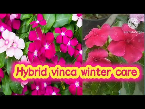 #How to care hybrid vinca in winter#सर्दियों में हाइब्रिड विंका को कैसे ...
