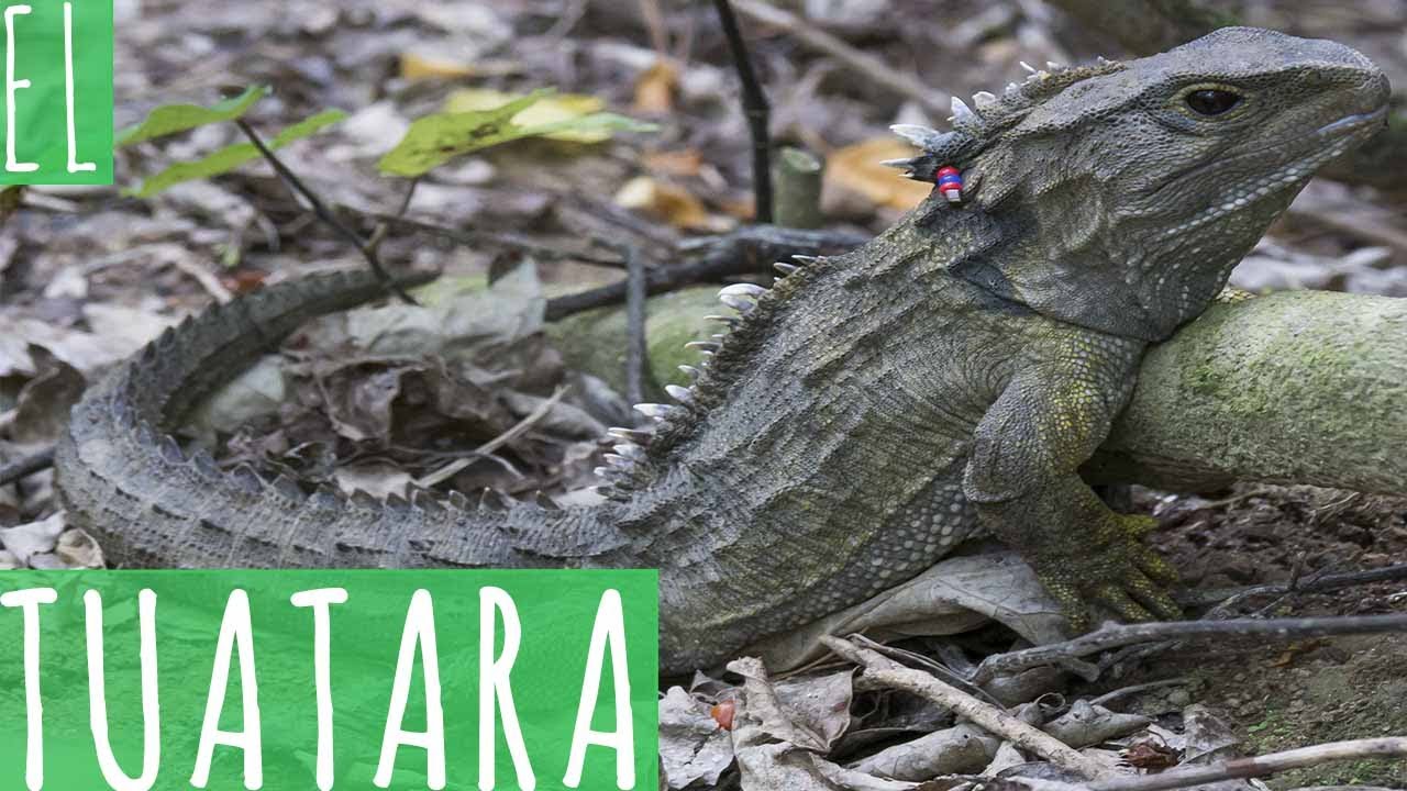 EL TUÁTARA - YouTube