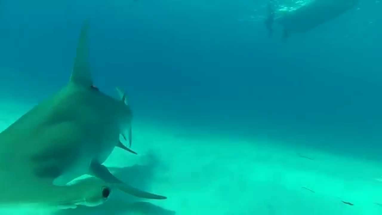 Tagging Great Hammerheads and Sampling Bull Sharks - The Watermen ...