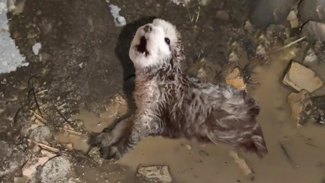 Laying in puddle with ears and tail cut off, the cripple puppy cried ...