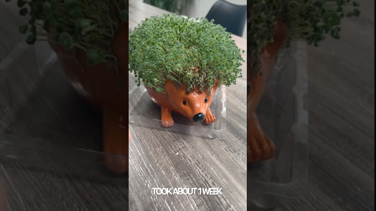 Tried a Chia Pet Hedgehog! 🦔 #chiapet - YouTube