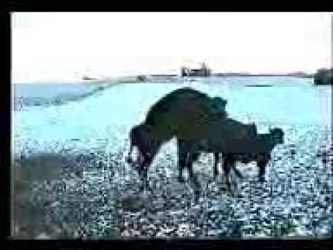 Cow falls over mounting lady cow - YouTube