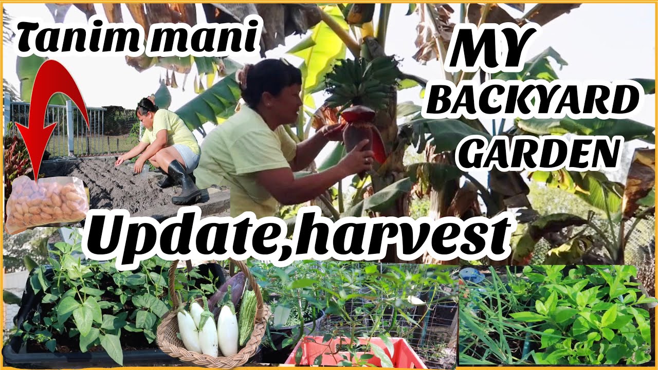 HARVESTING VEGGIES| TANIM MANI AT UPDATE SA GARDEN:BUHAY AMERIKA - YouTube