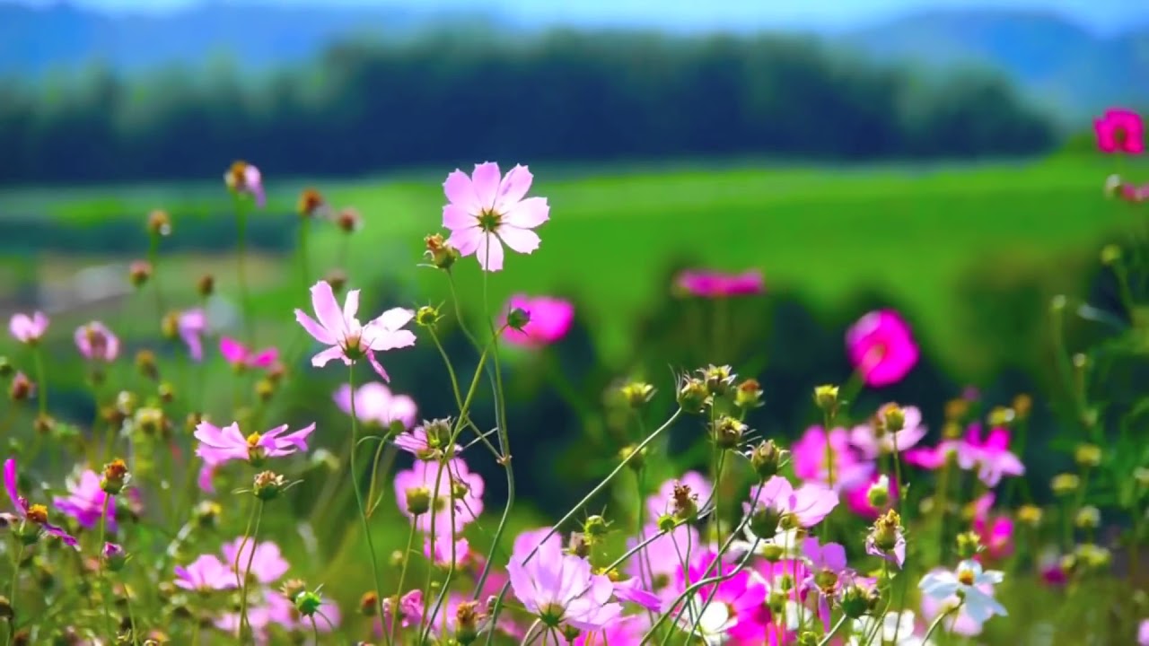 Non copyrighted flowers beauty - YouTube