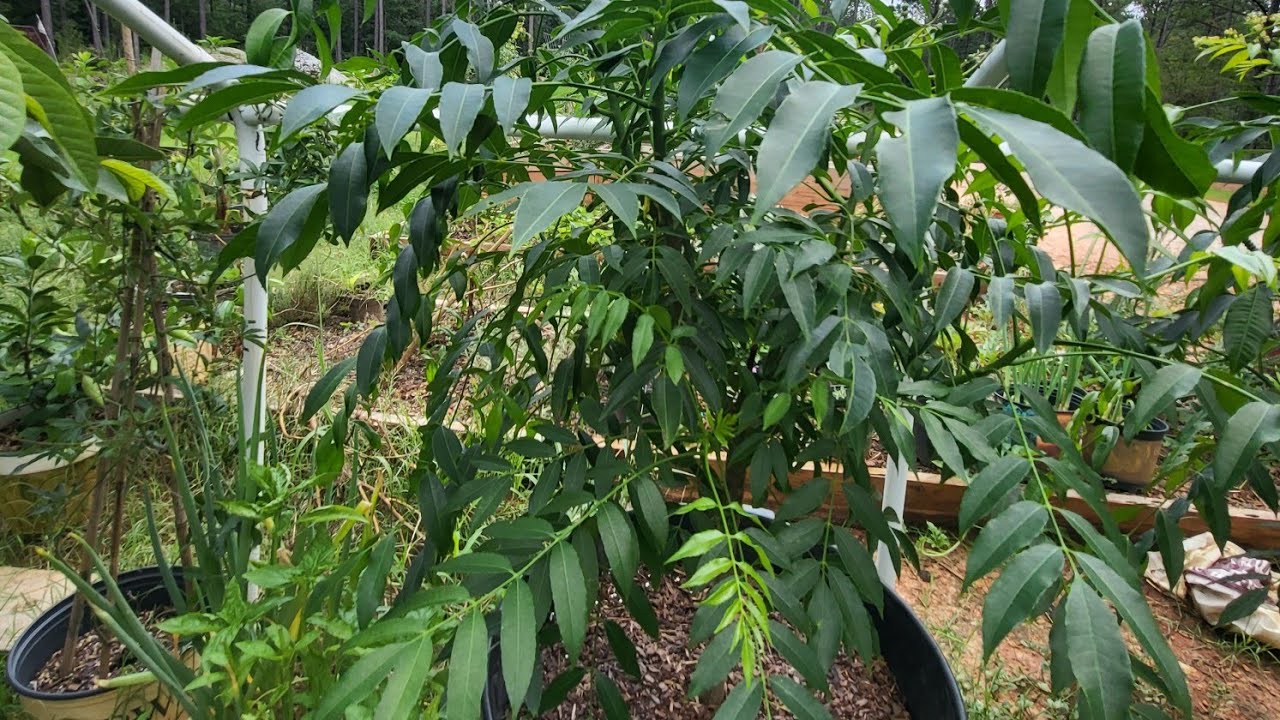 How to propagate June plum by cuttings. - YouTube