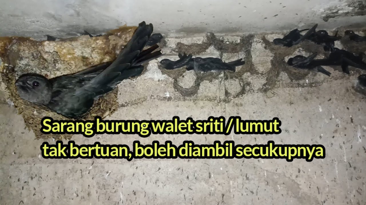 Sarang burung walet jenis sriti lumut - YouTube
