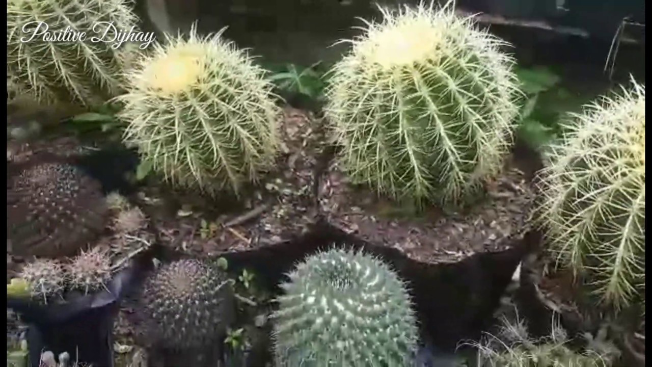 Fresh cactus | GREEN HOUSE CACTUS | BENGUET #DaDaGems - YouTube