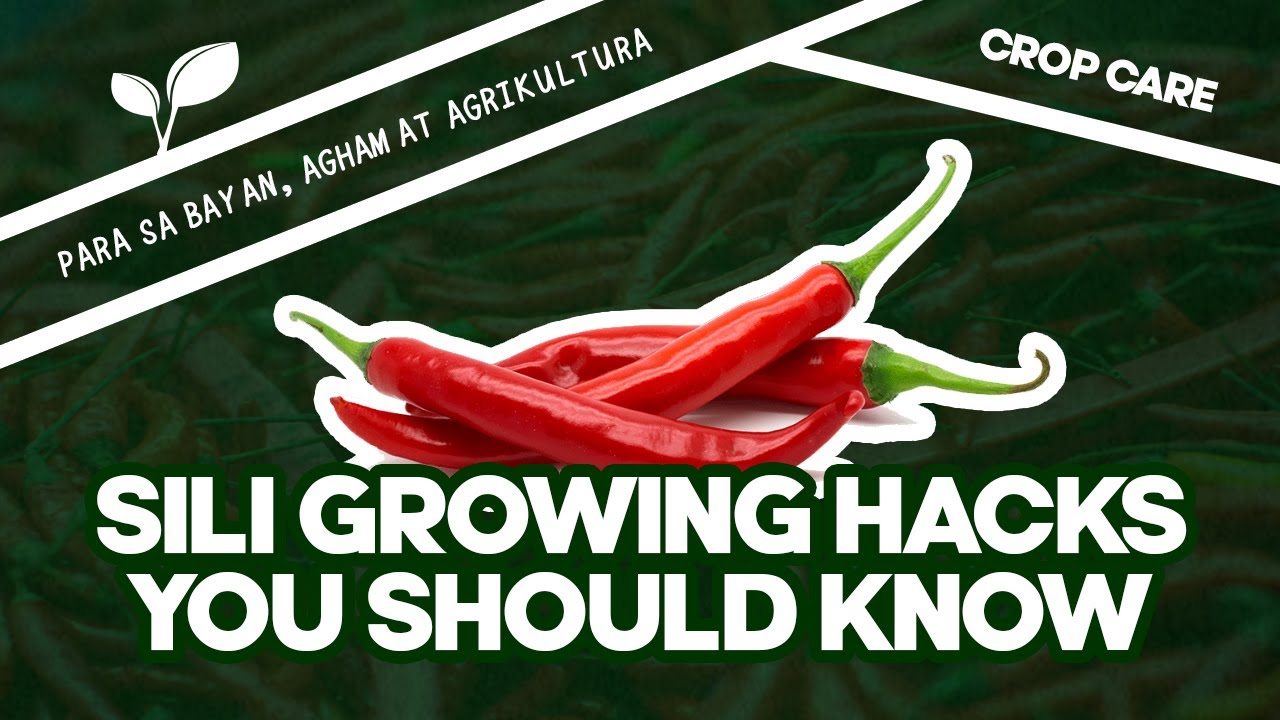 Awesome Tips to Grow Your Own Sili! | Crop Care Series | Sprout Up ...