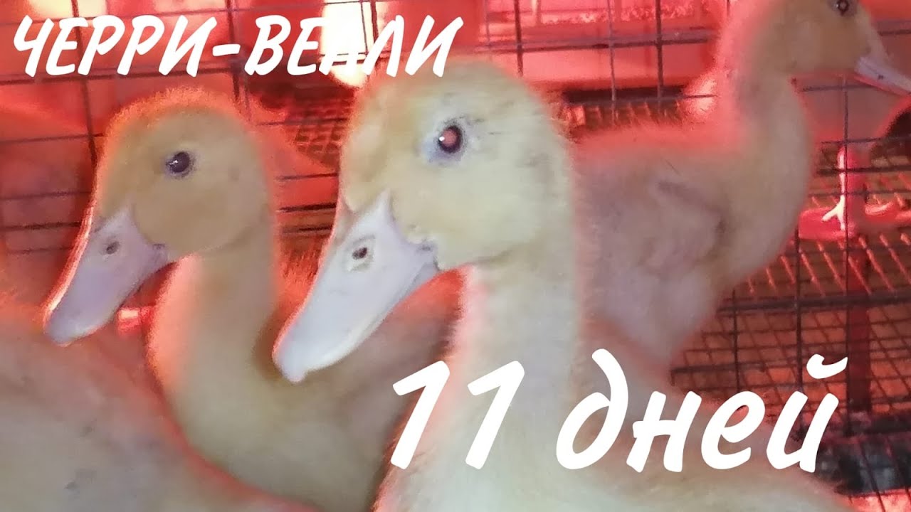 Утка Черри велли Взвешивание в 11 дней Youtube