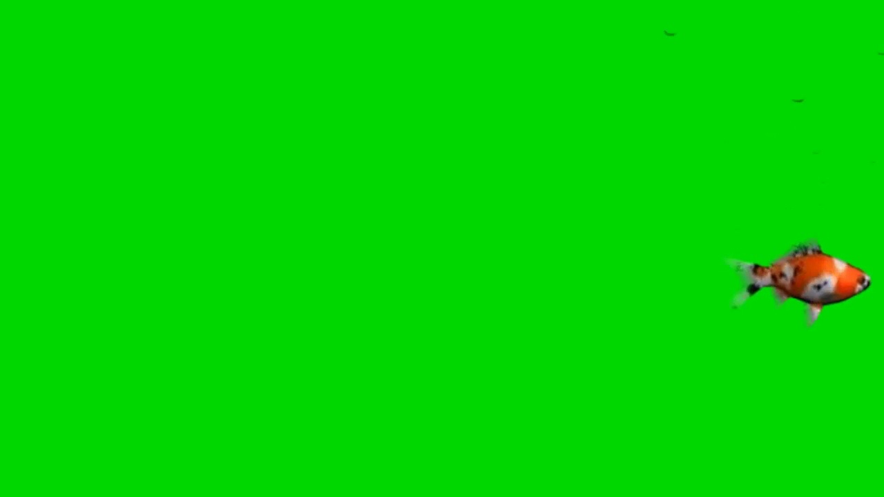 Real Fish Animation - YouTube