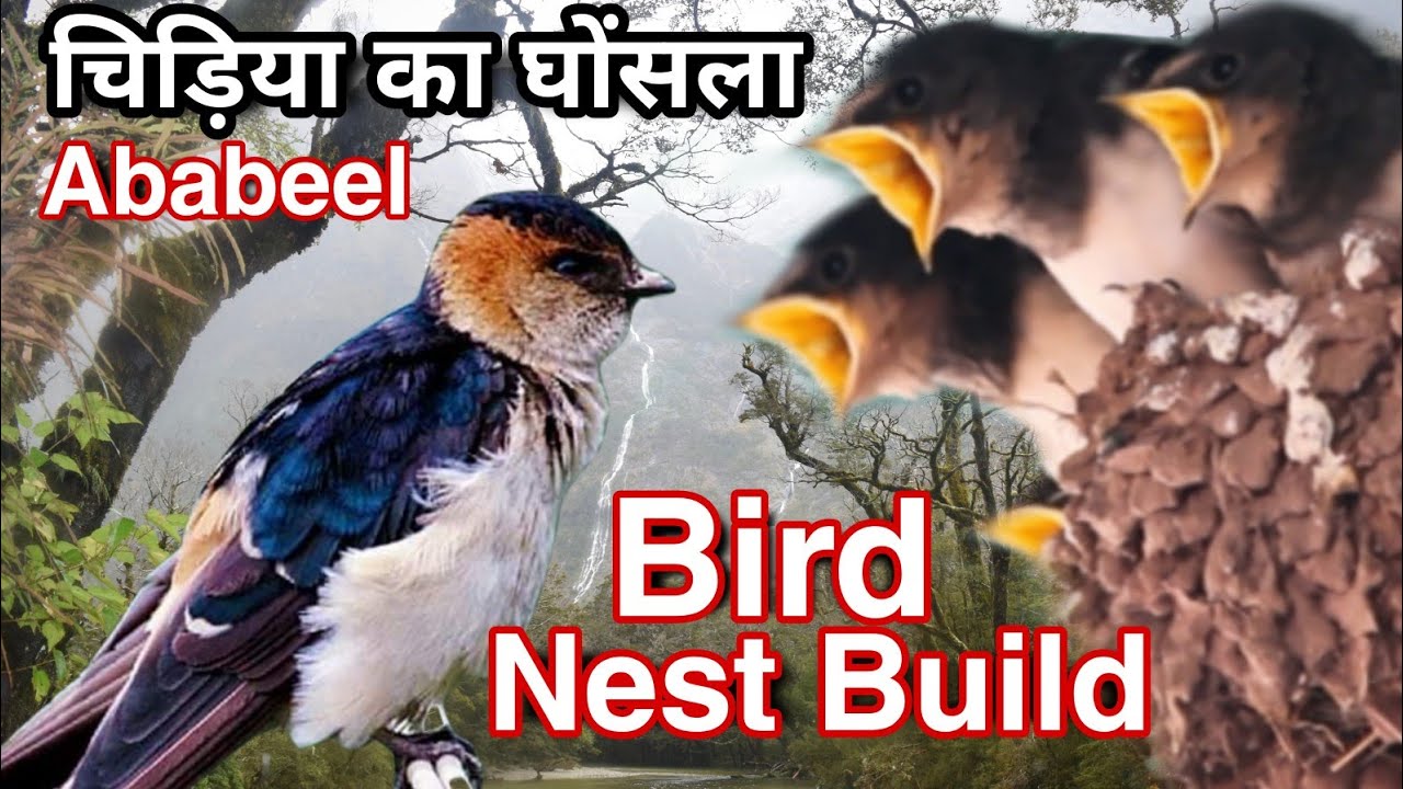 Bird Photography| Ababeel Bird घोंसला कैसे बनाते हैं | how bird make ...
