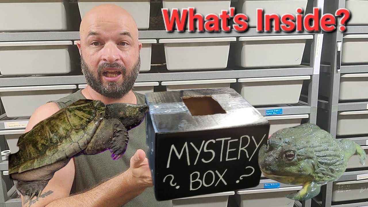 Reptile Show Tour with a Mystery Box! Repticon Columbia, SC 2024 - YouTube