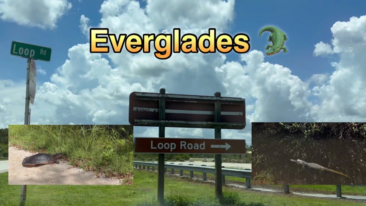 We Found SO MANY Alligators on Loop Road, Everglades! Florida’s Wildest ...