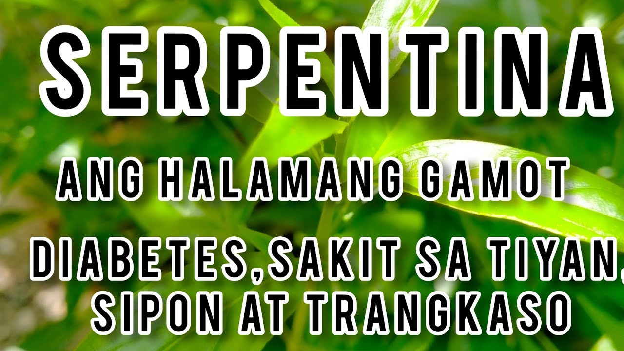 ANG HALAMANG GAMOT NA SERPENTINA (Diabetes,Sakit sa Tiyan,Sipon at ...