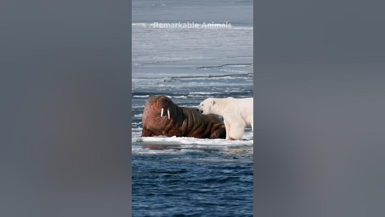 Walruses hold their own against Polar Bears - YouTube