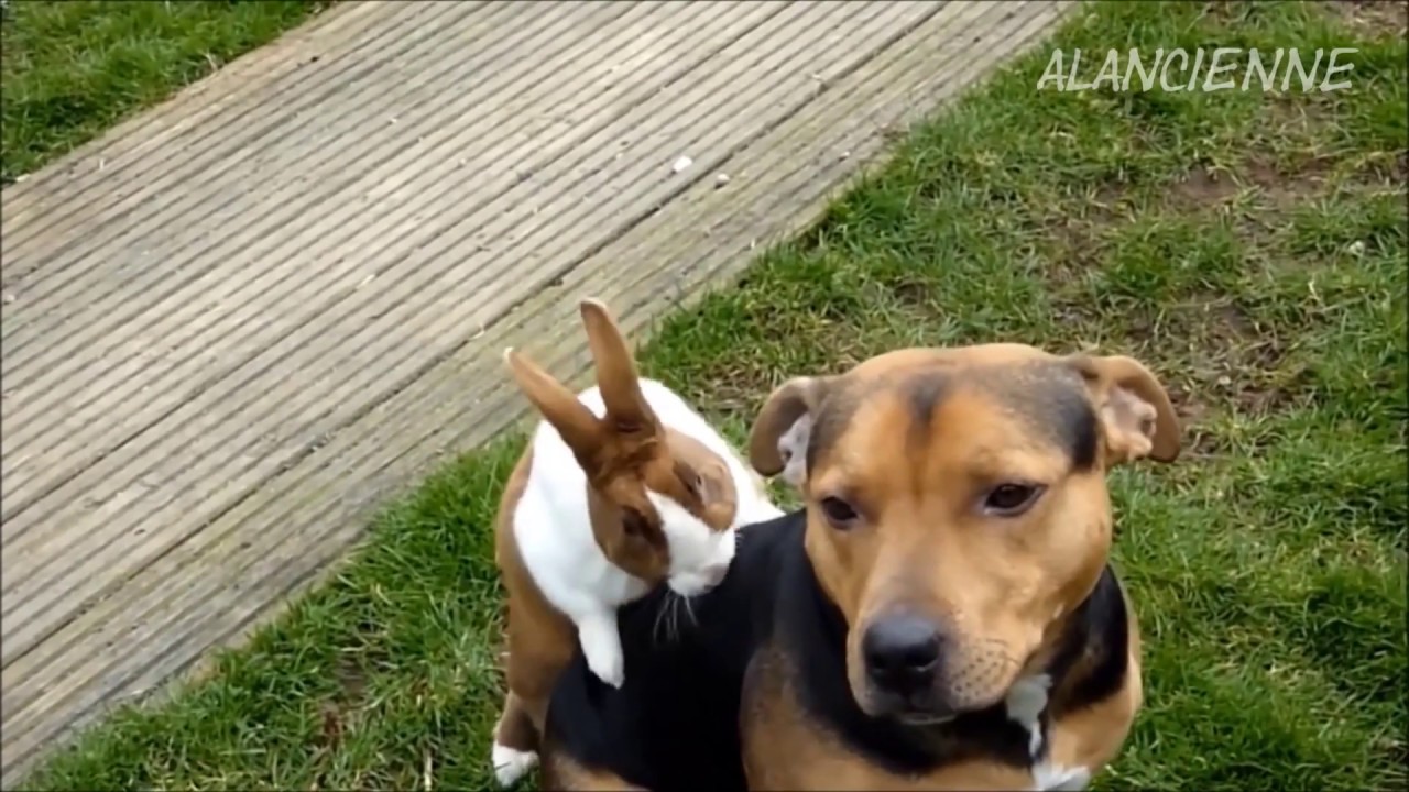 Attention le chien Chaud LapiN - YouTube
