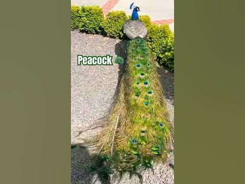 Peacock tails’ competition! Tails are growing! 🦚🪶 #peacock #peacocklove #peacocks # ...