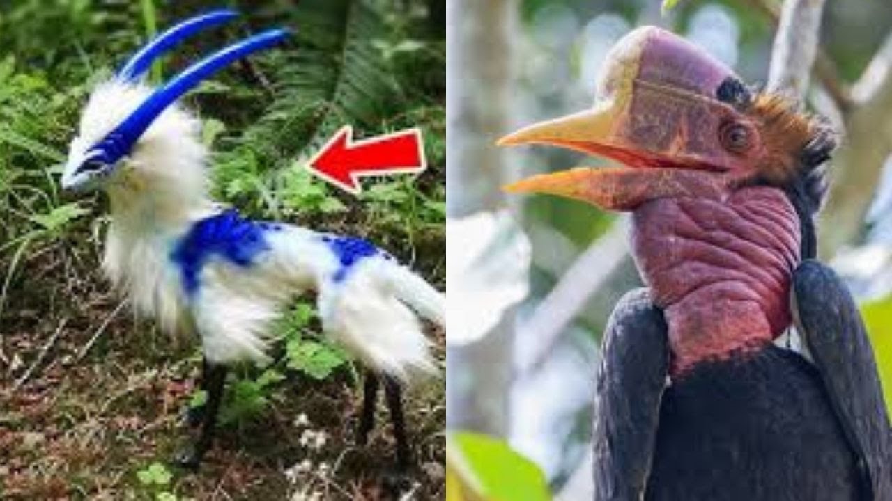 Top Strange Birds You Won't Believe Exist - Part 2 - YouTube