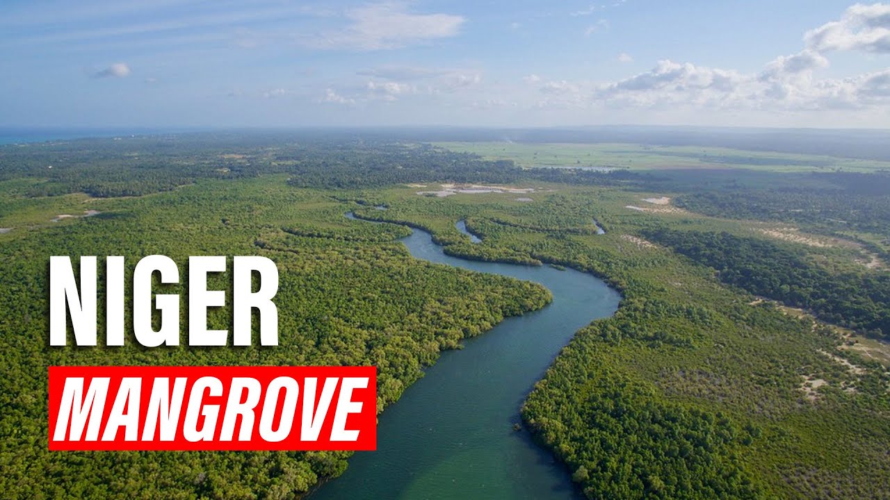Niger Delta Mangrove Forest 🌳 | Explore Nigeria’s Unique Ecosystem ...