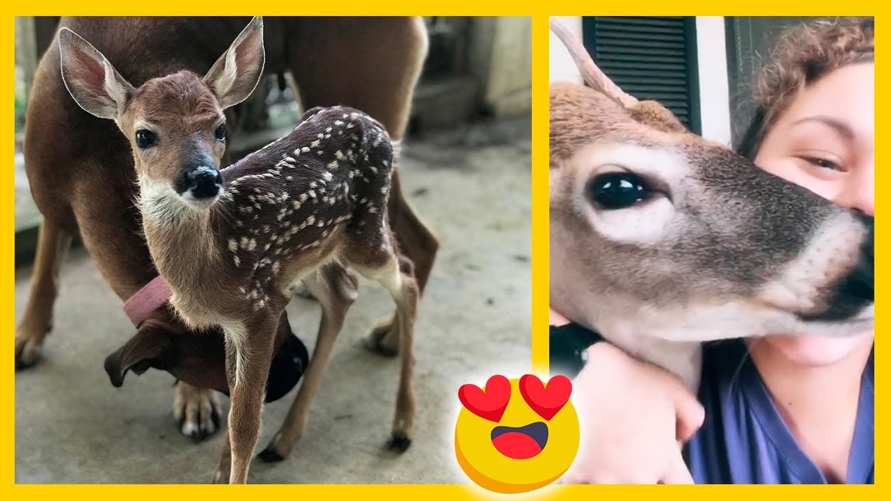 Ciervo bebé llega visita a diario la casa de esta mujer 💚 - YouTube