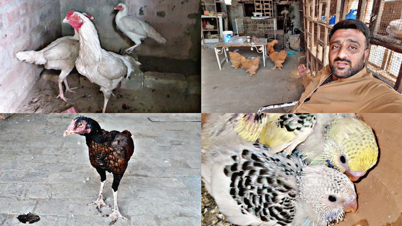 Budgies Parrot Ka Baby Agay Heera Aseel Murga ka 1st Egg Agay Sj Pet's ...