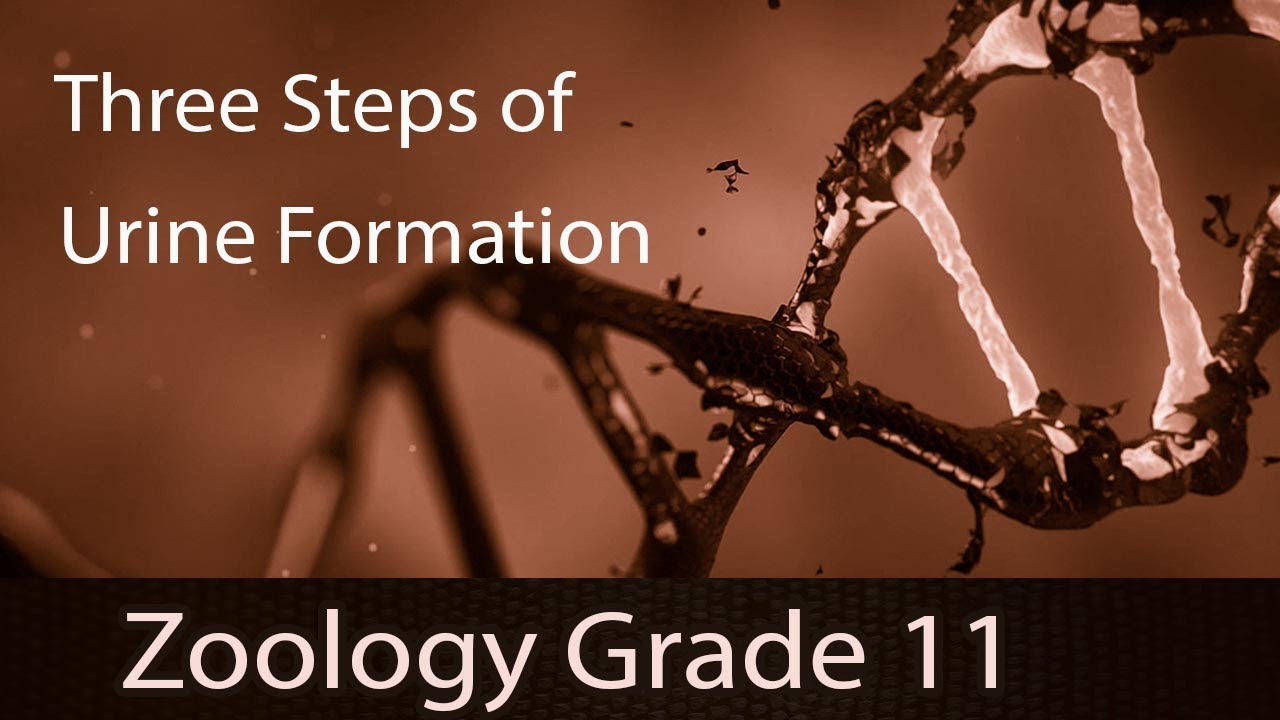 Excretion & Osmoregulation | Steps Of Urine Formation | Overview ...
