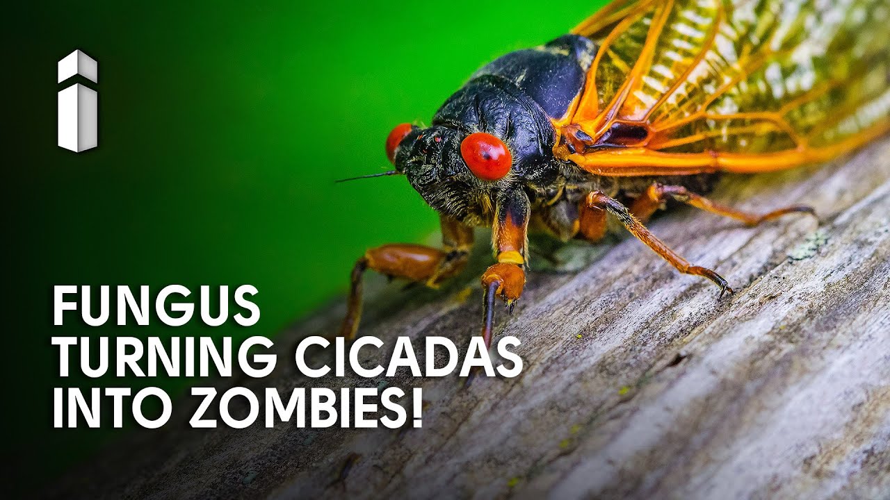 Zombie Cicadas infected with mind-controlling fungus - YouTube