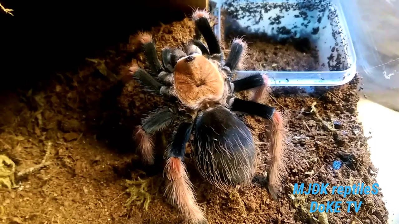 Brachypelma boehmei v Mario-Worm - YouTube