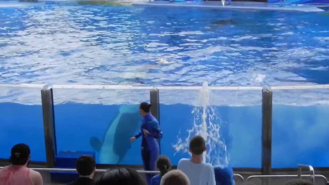 Shamu - Splash Time - Sea World - Vinicius Mazaro - USA - EUA - YouTube