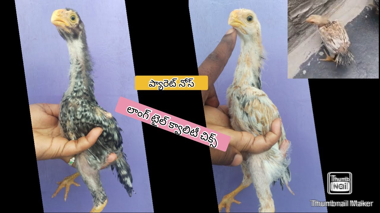 Parrot Beak Long Tail Chicks | 8639717935 | 2453 | Rythu Market 2 - YouTube