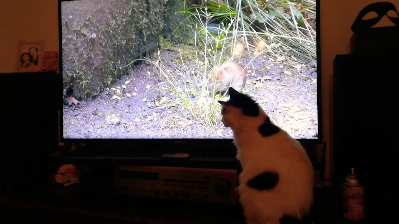 Cute cat watching TV - YouTube
