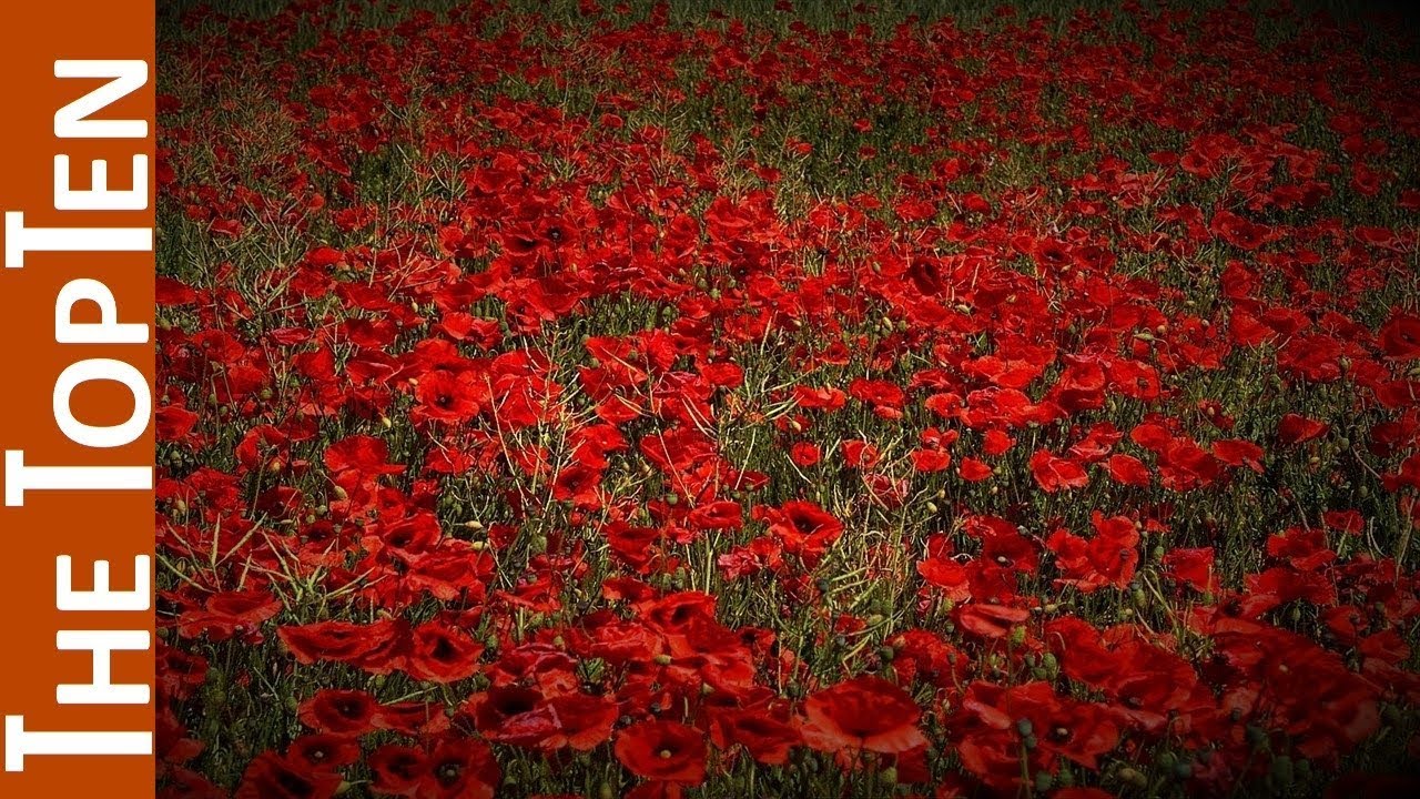 The Top Ten Most Beautiful Red Flowers - YouTube