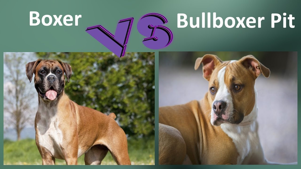 Boxer VS Bullboxer Pit - Breed Comparison - Bullboxer Pit and Boxer ...