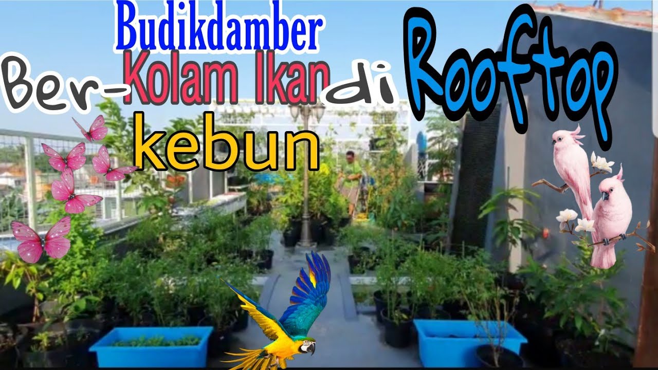 Kebun, Kolam Ikan di Rooftop, Budikdamber Ikan Lele - YouTube