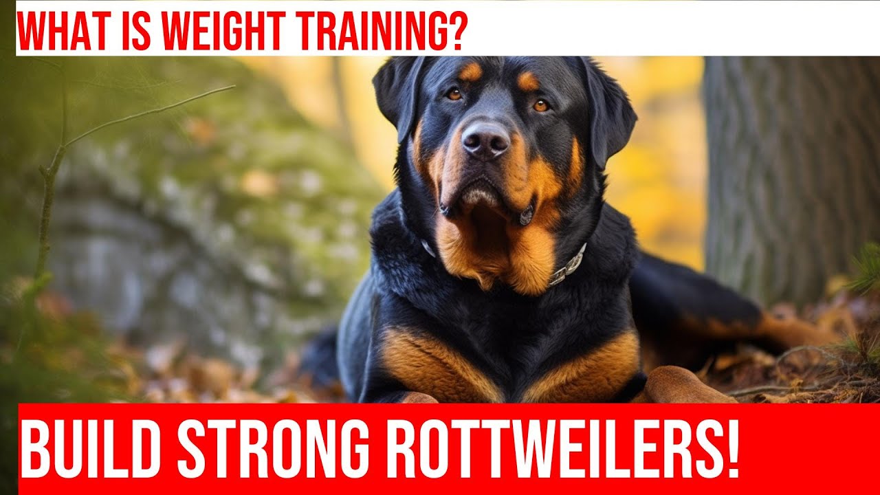 Building Muscle Safely for Rottweilers: Weight Training Tips - YouTube