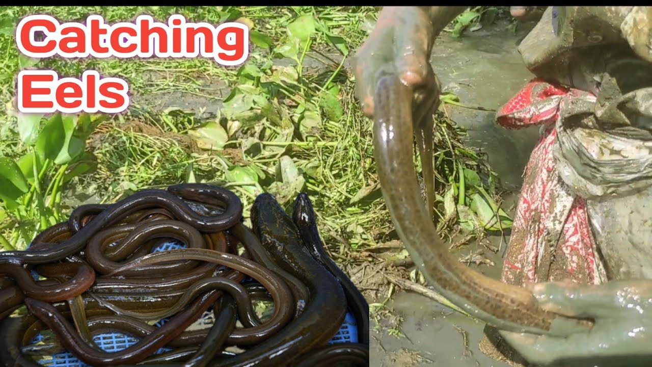 Traditional Hand Fishing video by villagers| Catching lot of big Eel ...