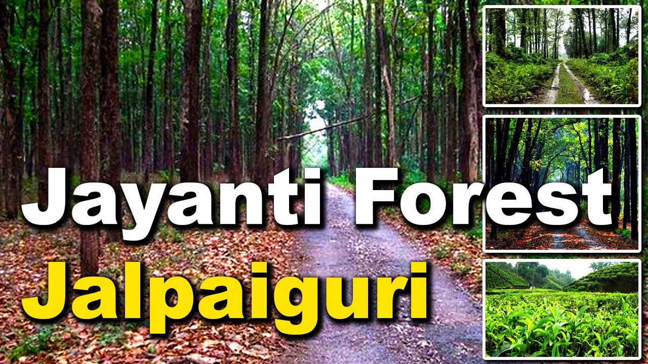 Jayanti Forest & Tea Garden : Jalpaiguri (West Bengal) - YouTube