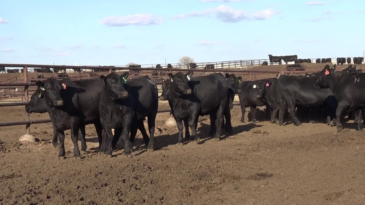 GAR Commercial Heifers, Groups 8-10 - YouTube