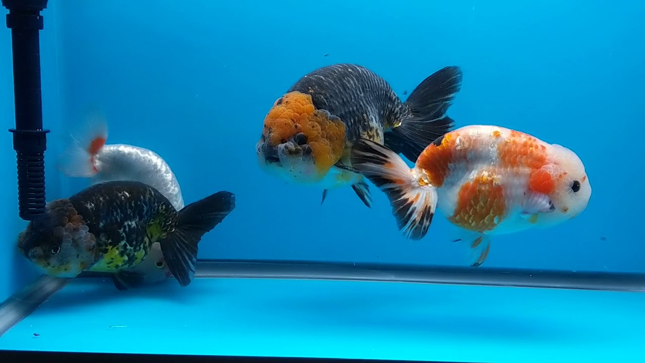 Giant Ranchu 6-7 Inch (ID#1221R14) - YouTube