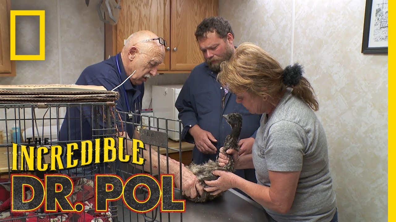 Baby Emu With a Broken Leg | The Incredible Dr. Pol - YouTube