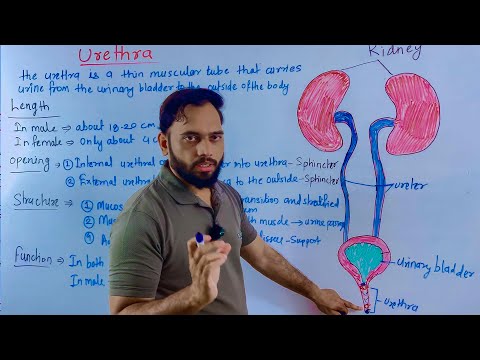 Urethra | urethra anatomy | urethra all details 