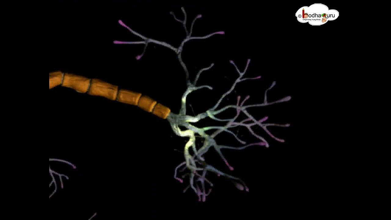 Nervous System – Structure and function of neuron – 3D animated model ...