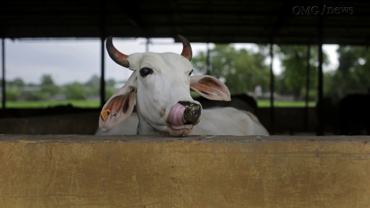 In India, Drinking Cow's Urine To Treat Acne Is A Thing - YouTube