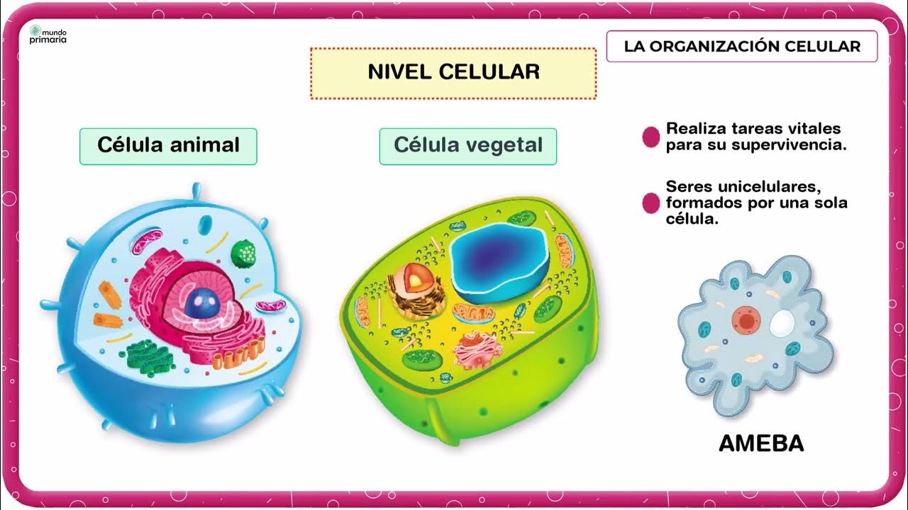 LA ORGANIZACIÓN CELULAR: descubre los niveles de complejidad en la vida ...