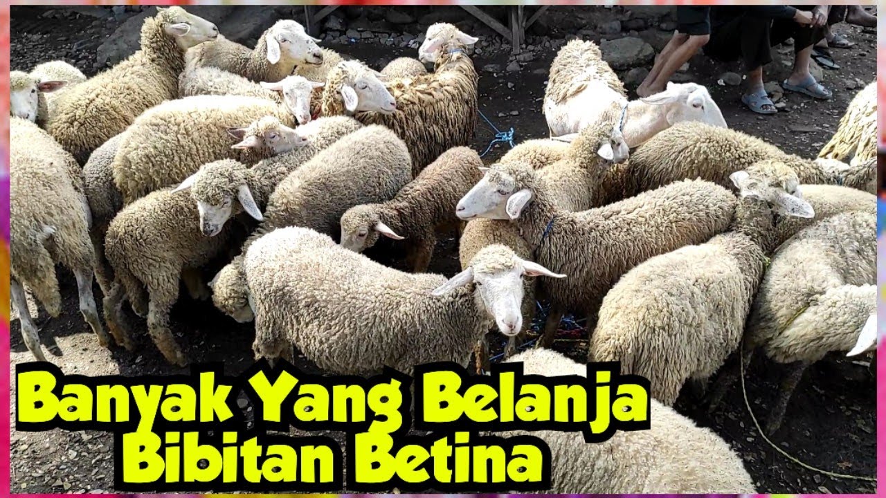 Bibitan Betina Di Buru Para Juragan. Pasar Glenmore Banyuwangi Jatim ...