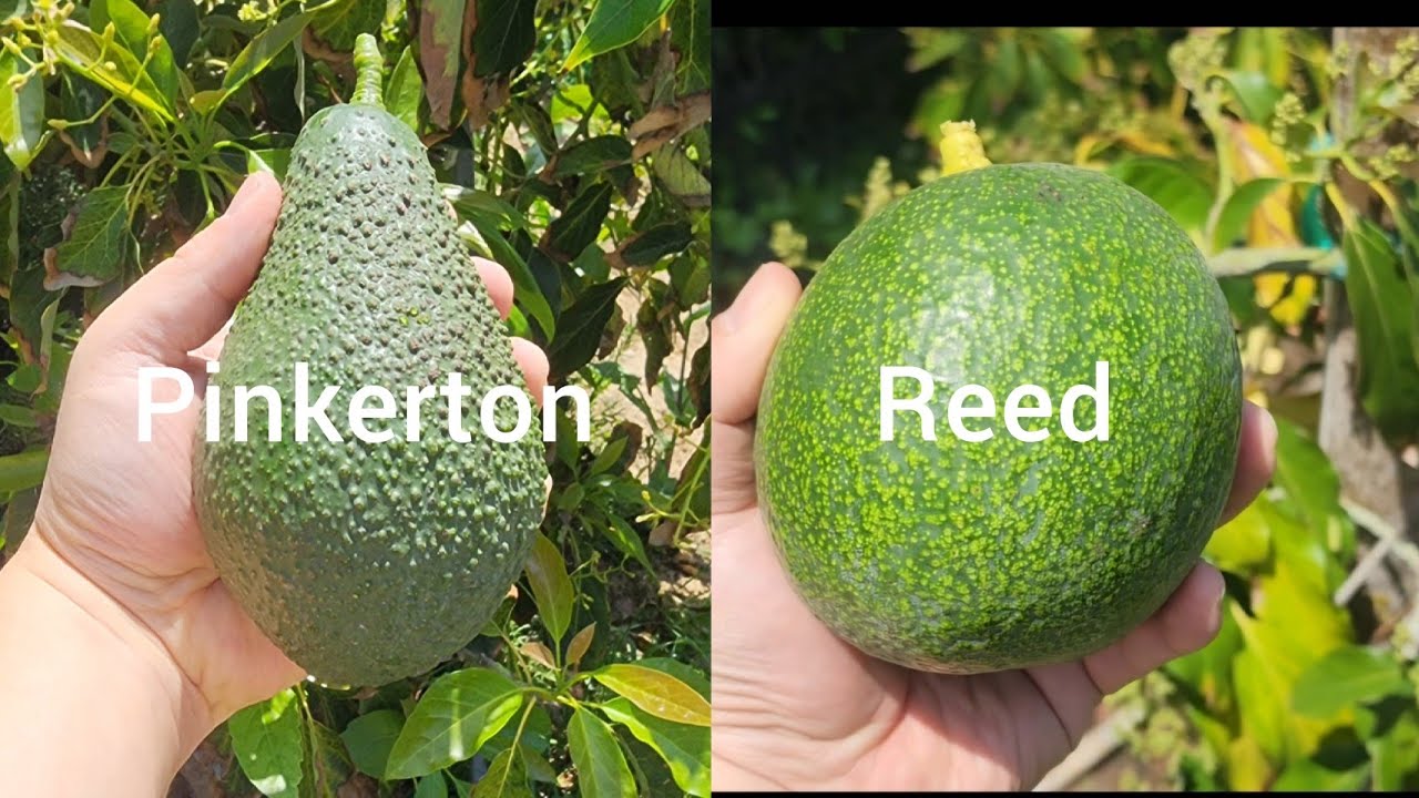 Harvesting Homegrown Pinkerton & Reed Avocados. #avocado #pinkerton # ...