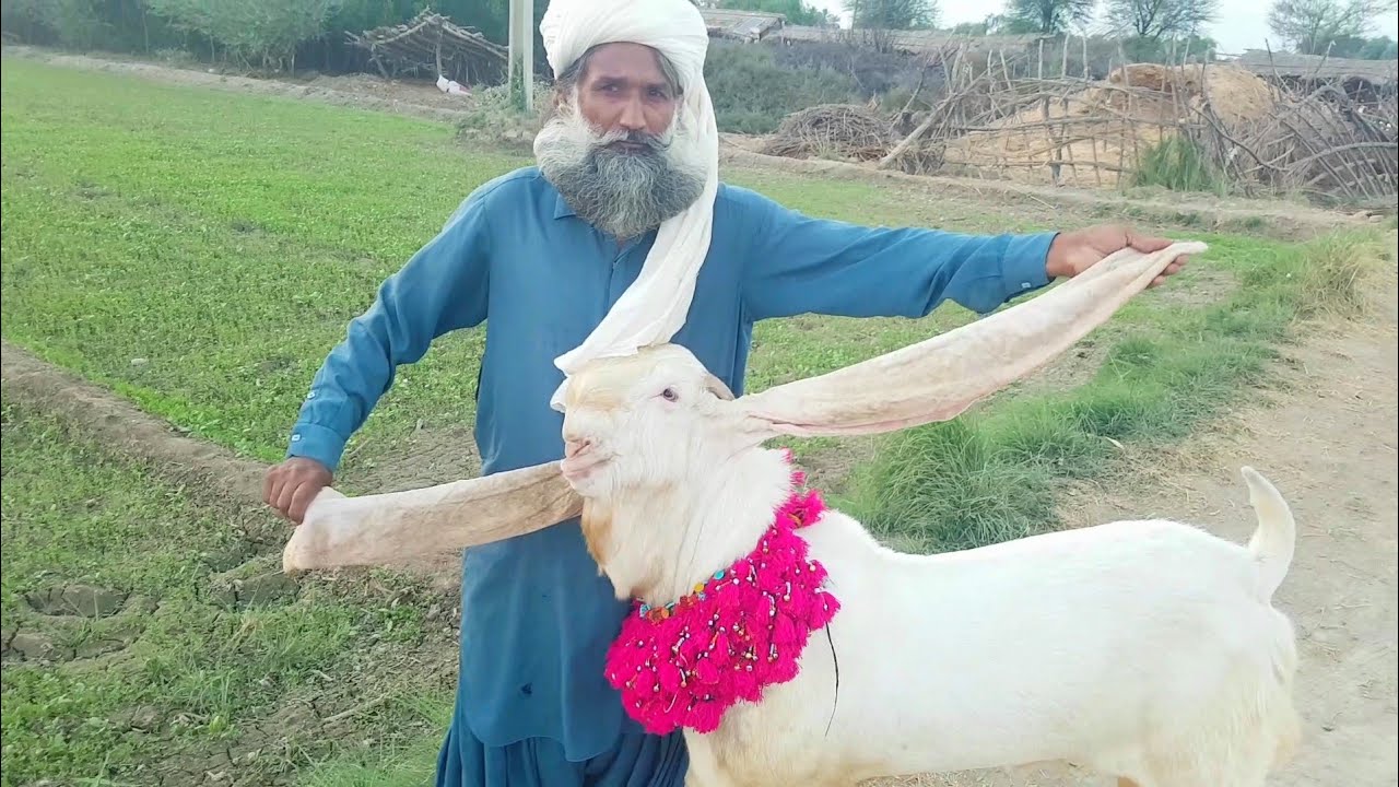 King worth 20 Million Dollar is the worlds most expensive goat breeder ...