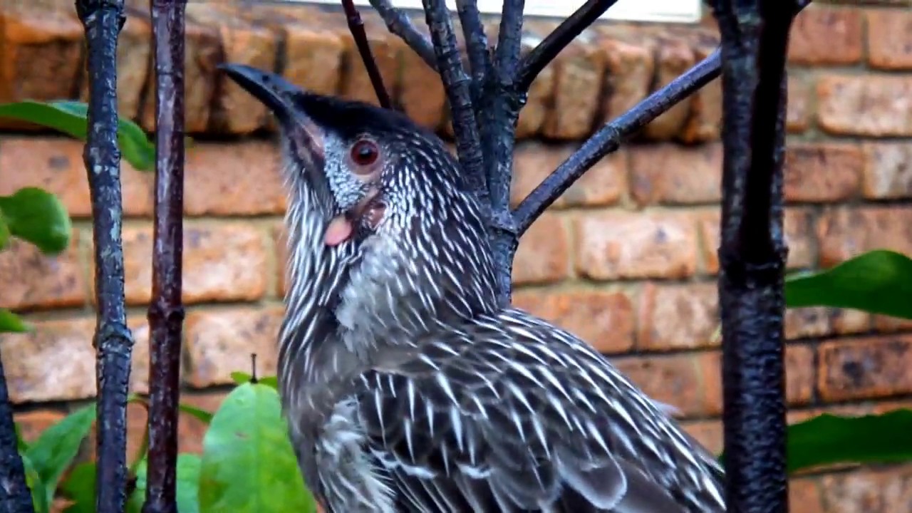RED WATTLEBIRD CALLS (720P) - YouTube